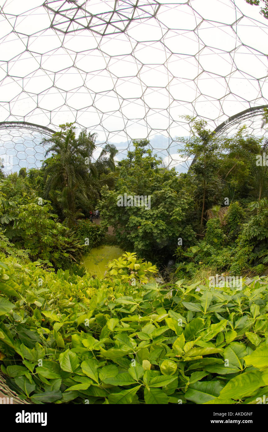 Inside the rainforest biome at Eden Project Cornwall UK Stock Photo - Alamy