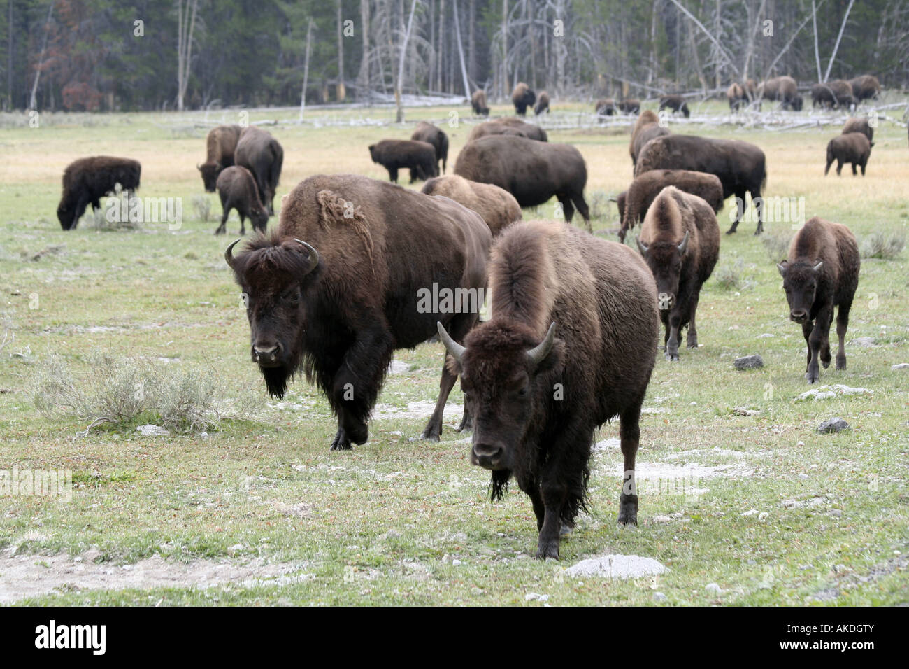 Herd of Bison in Yellowstone National Park Stock Photo - Alamy