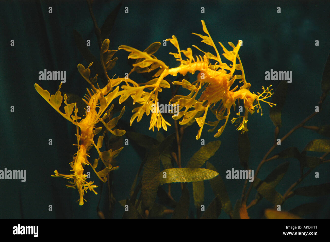 Two Leafy Seadragons Phycodurus eques Nano Calvo VWPics com Stock Photo ...