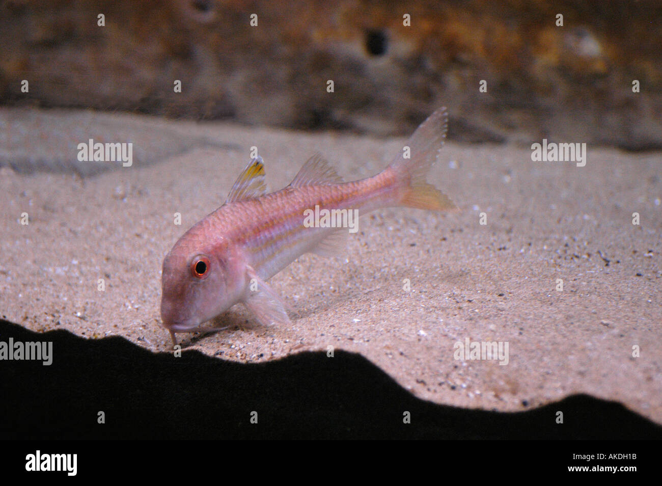 Red mullet searches for prey buried in sand Mullus surmuletus Nano ...