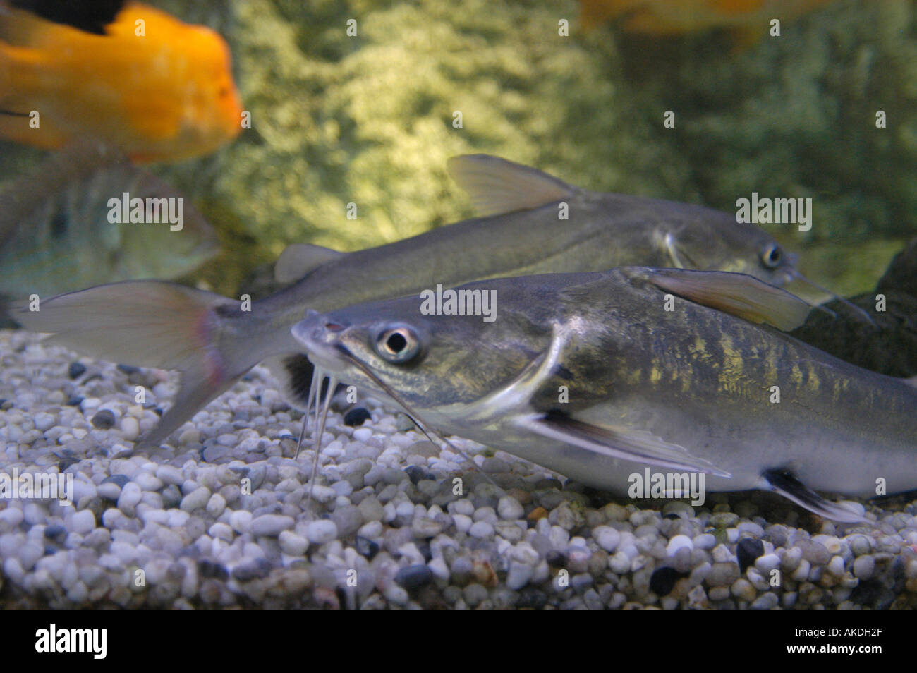 Sheatfishes High Resolution Stock Photography and Images - Alamy
