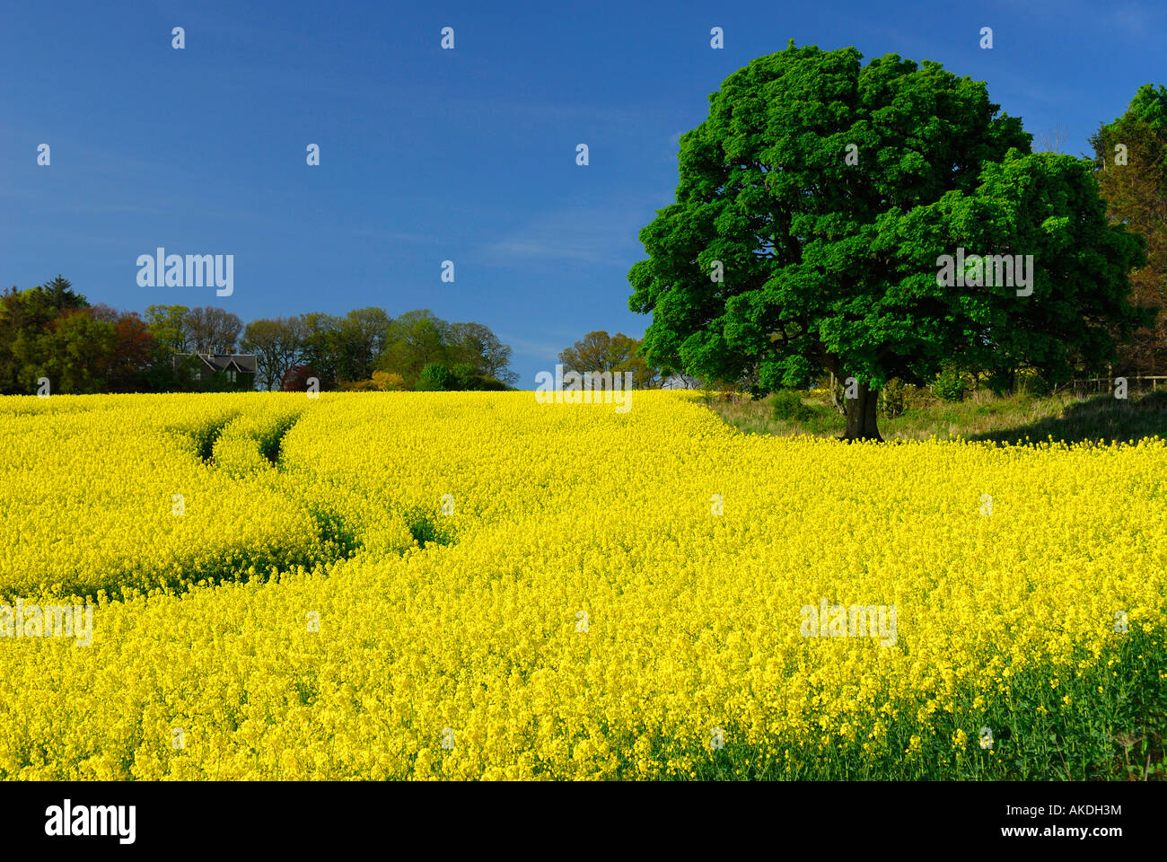 Yellow oil seed rape field near Perth Scotland Stock Photo - Alamy