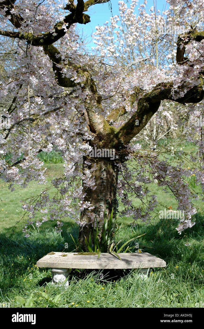 Stone bench below flowering pear tree in Spring country garden Stock ...