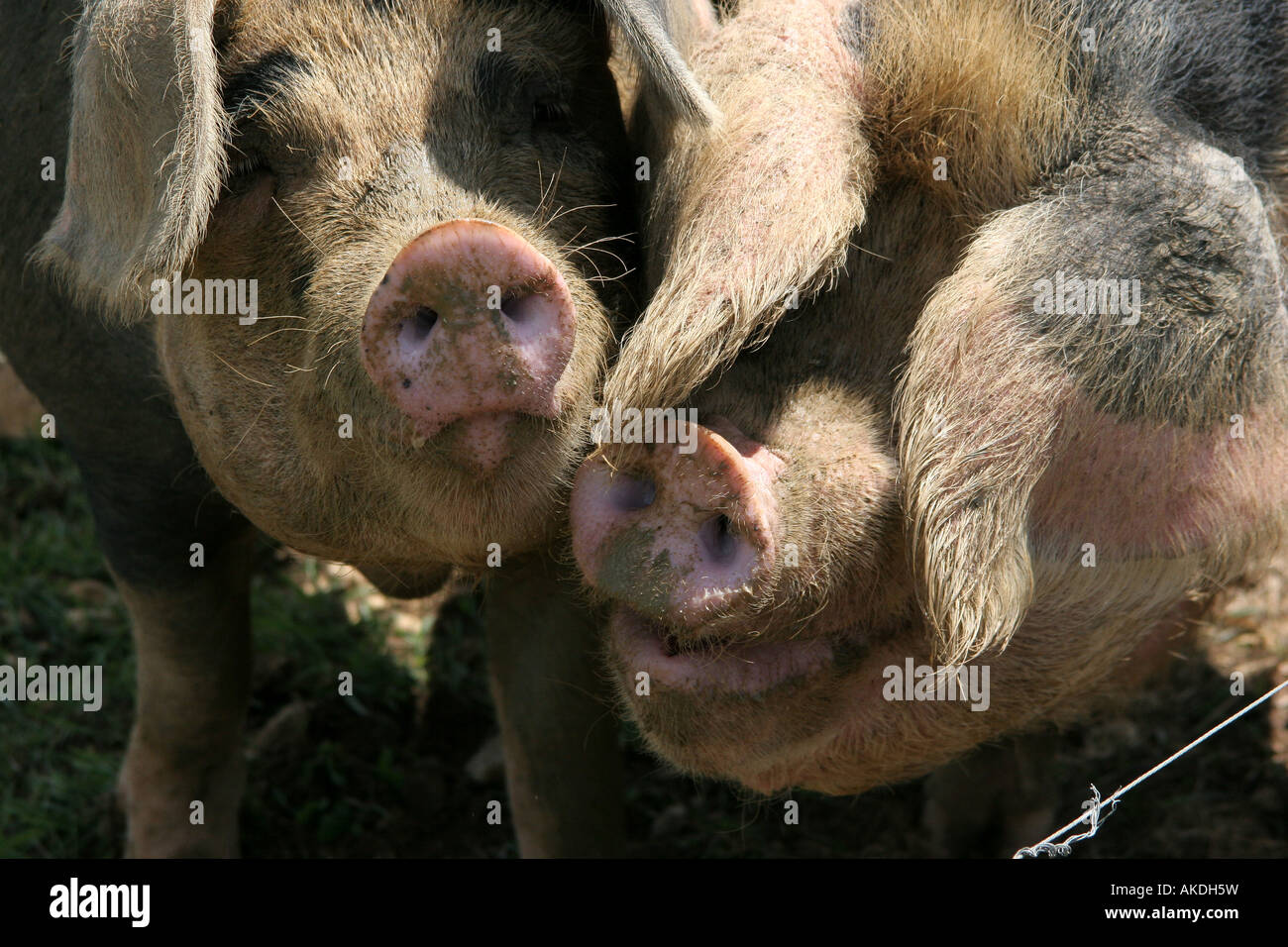 Two pigs on an english farm Stock Photo - Alamy