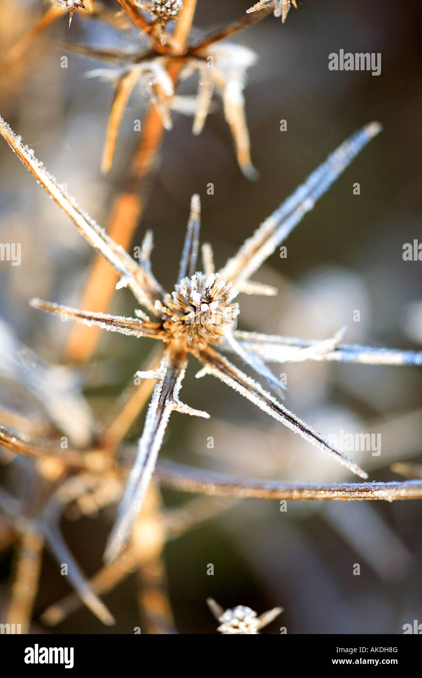 Frosted thistle plant in winter garden England Stock Photo - Alamy