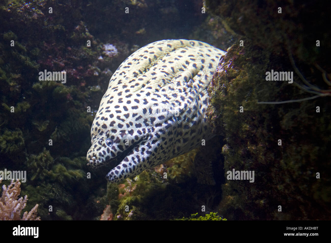 Leopard moray eel Gymnothorax melanospilos Oceanopolis Brest Brittany ...