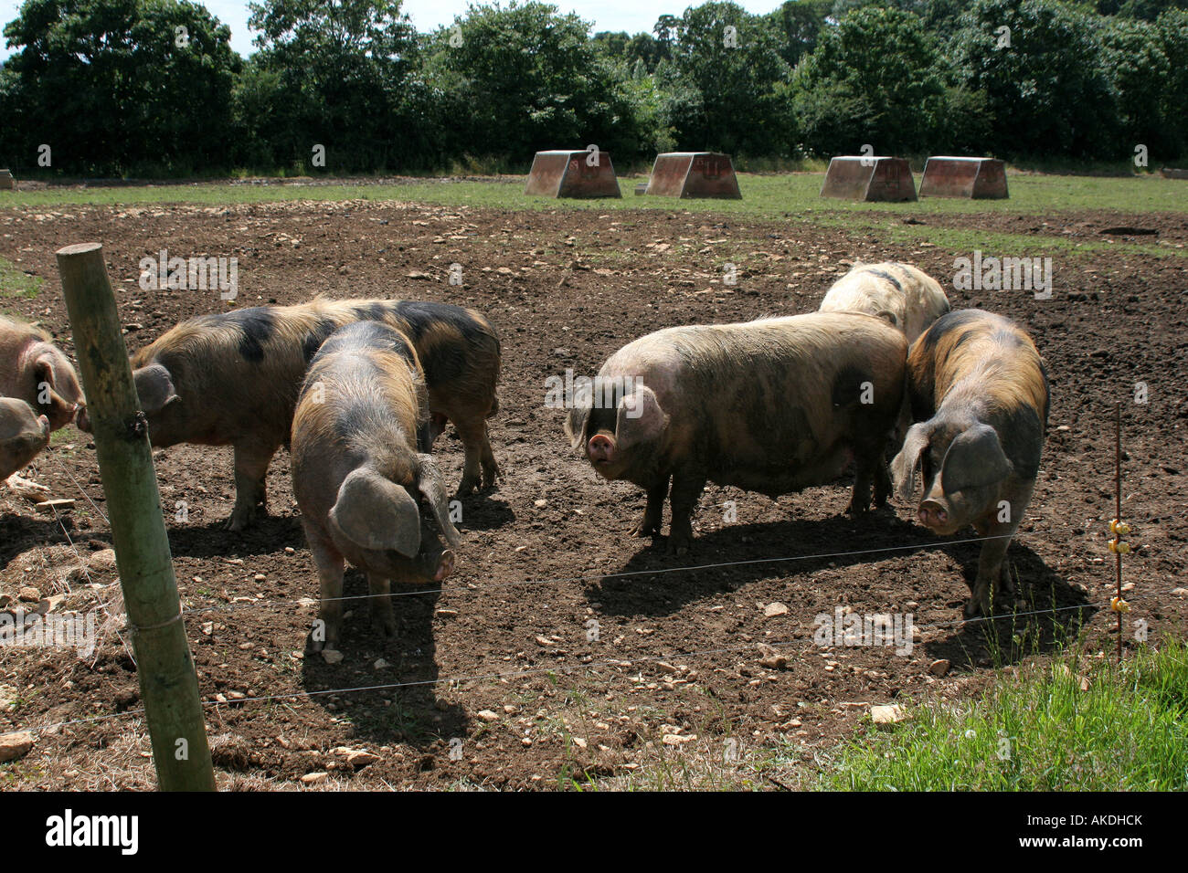 Pigs on an english farm Stock Photo - Alamy
