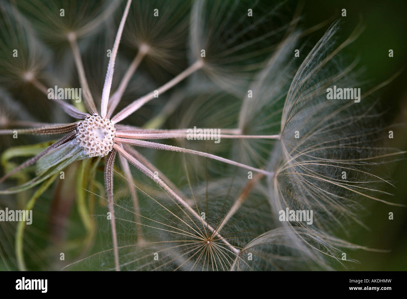 Goatsbeard seed pod Stock Photo - Alamy
