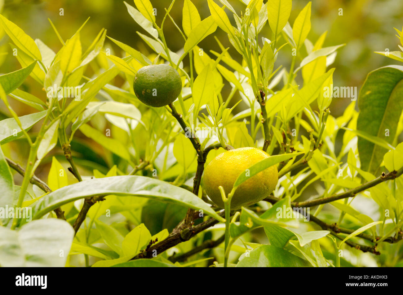 Limes growing on a tree hi-res stock photography and images - Alamy