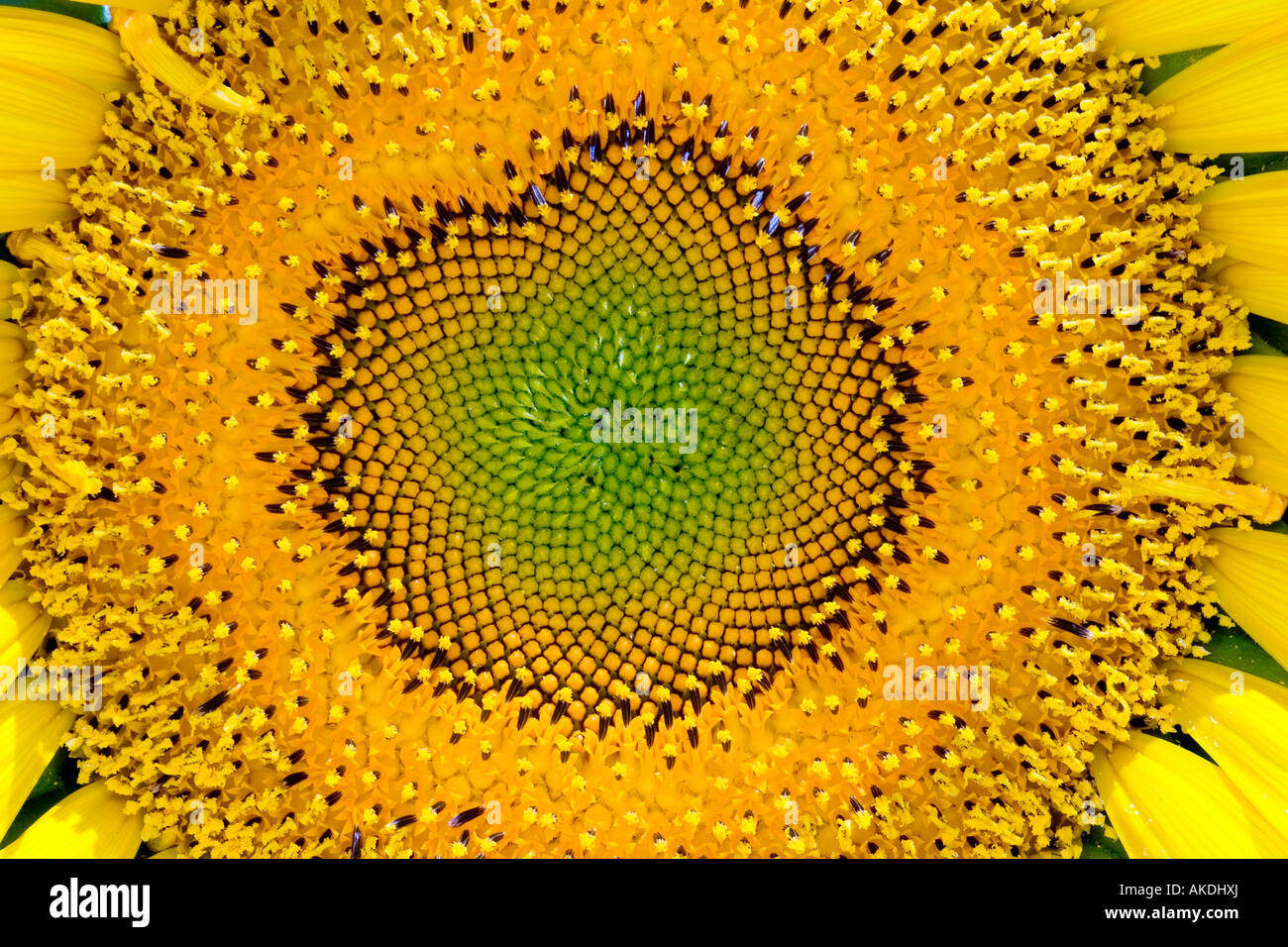 Russian giant sunflower hi-res stock photography and images - Alamy
