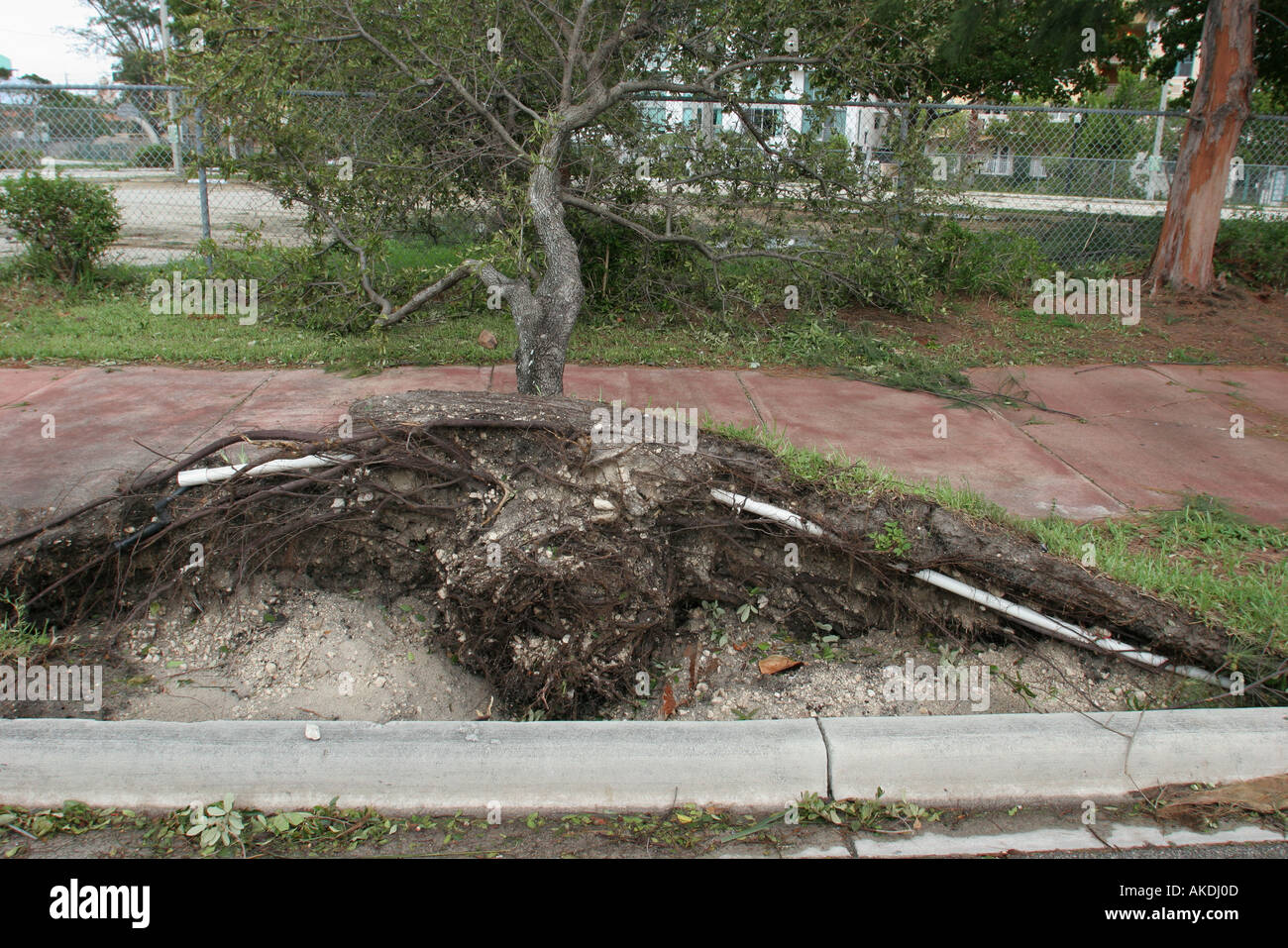 Miami Beach Florida,Alton Road,weather,Hurricane Katrina,wind damage ...