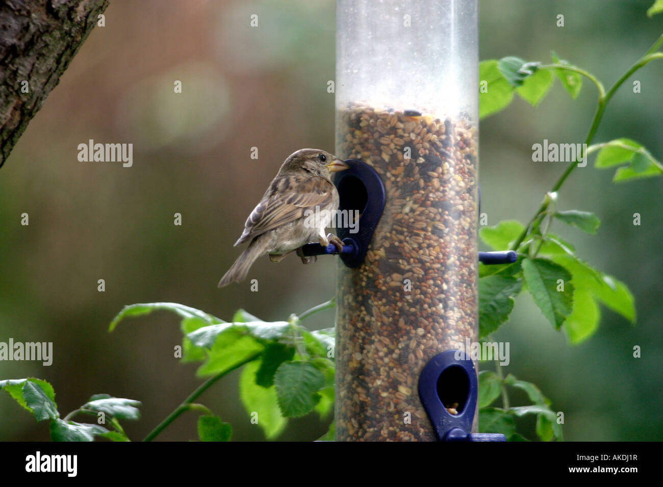 Garden birds female tree sparrow passer montanus, sitting on a garden ...