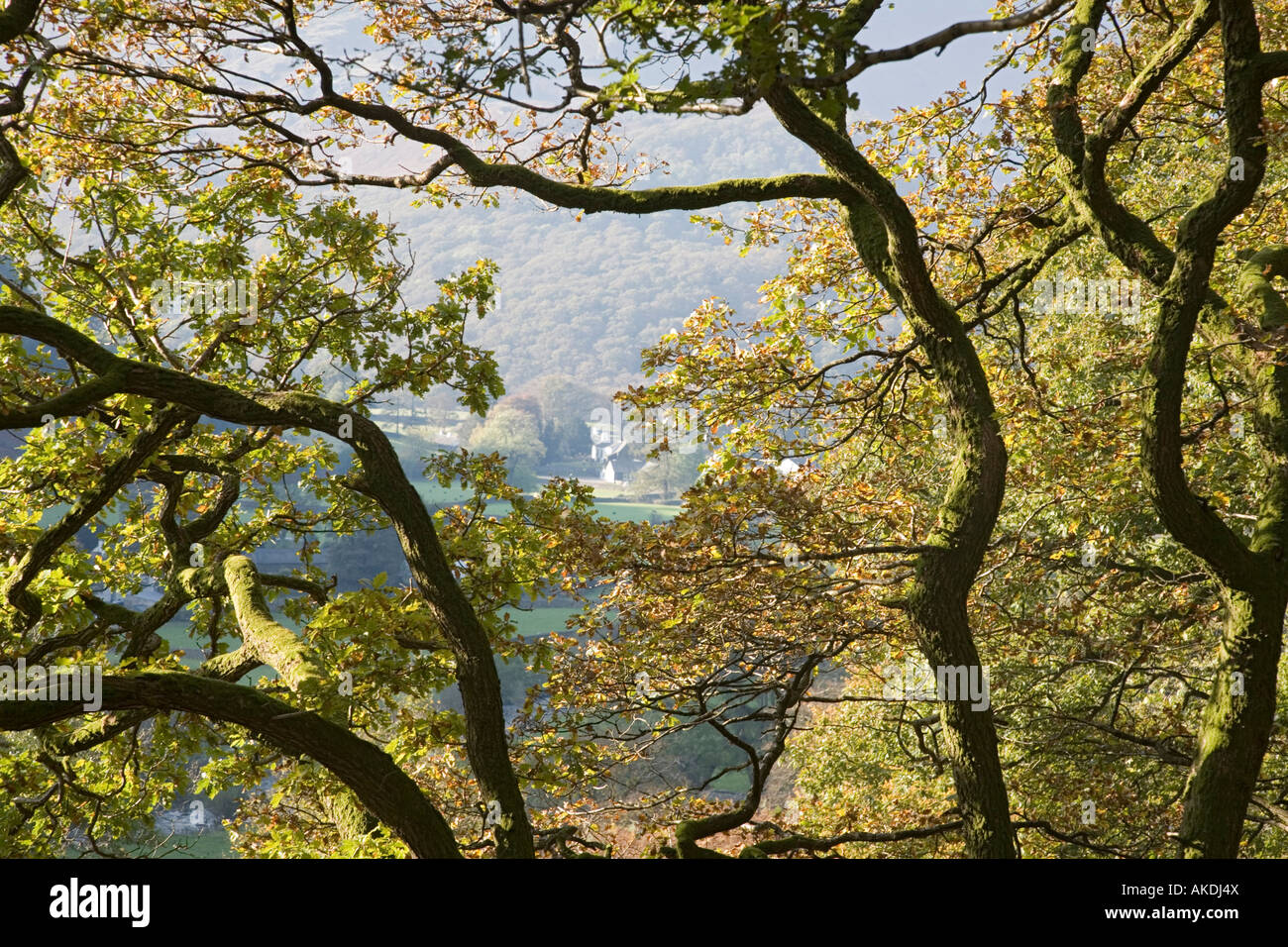 Autumn Colour Colden Foliage Woodland Borrowdale Stock Photo - Alamy