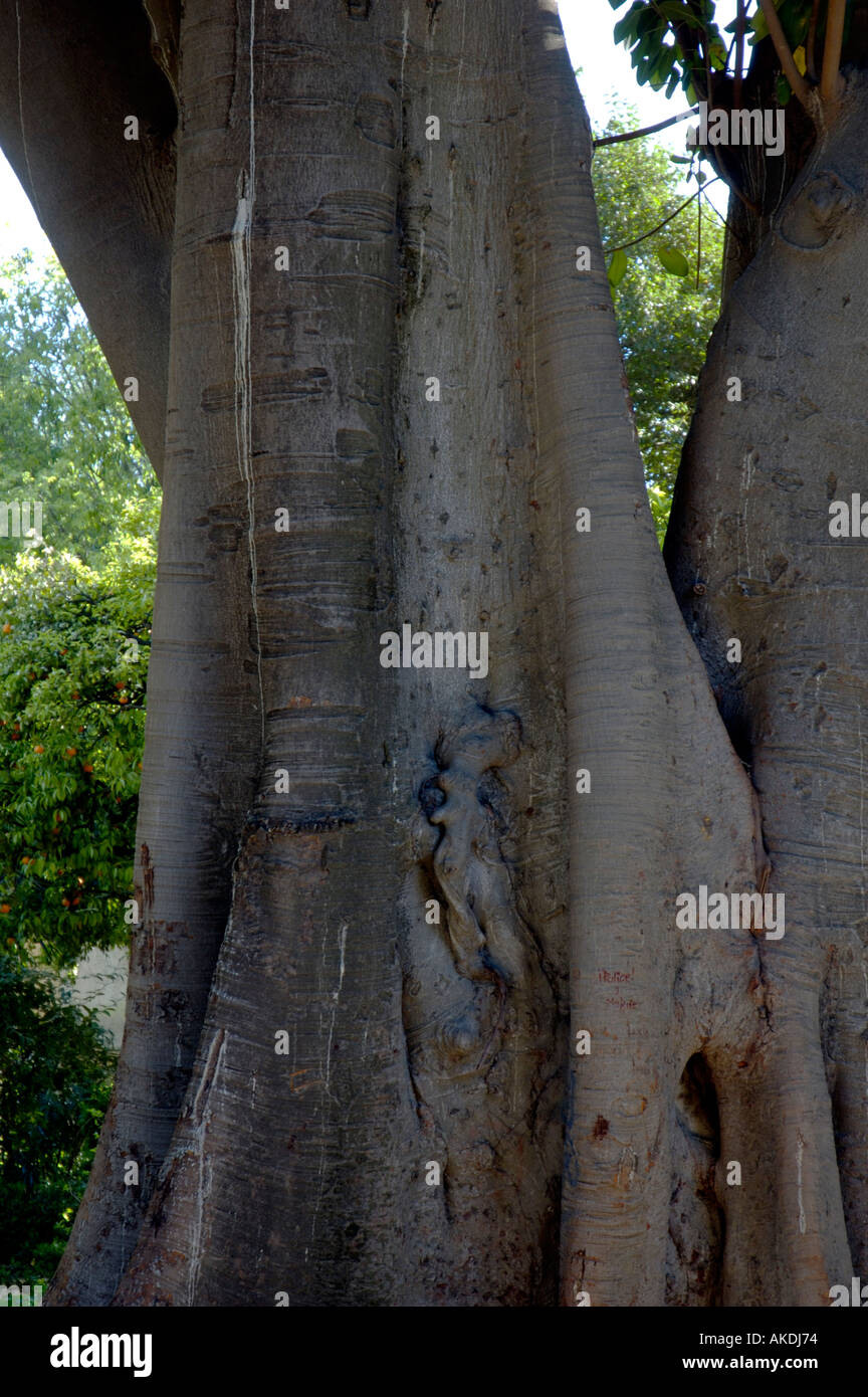 Spain andalusia seville banyan tree trunk close up in the murillo ...
