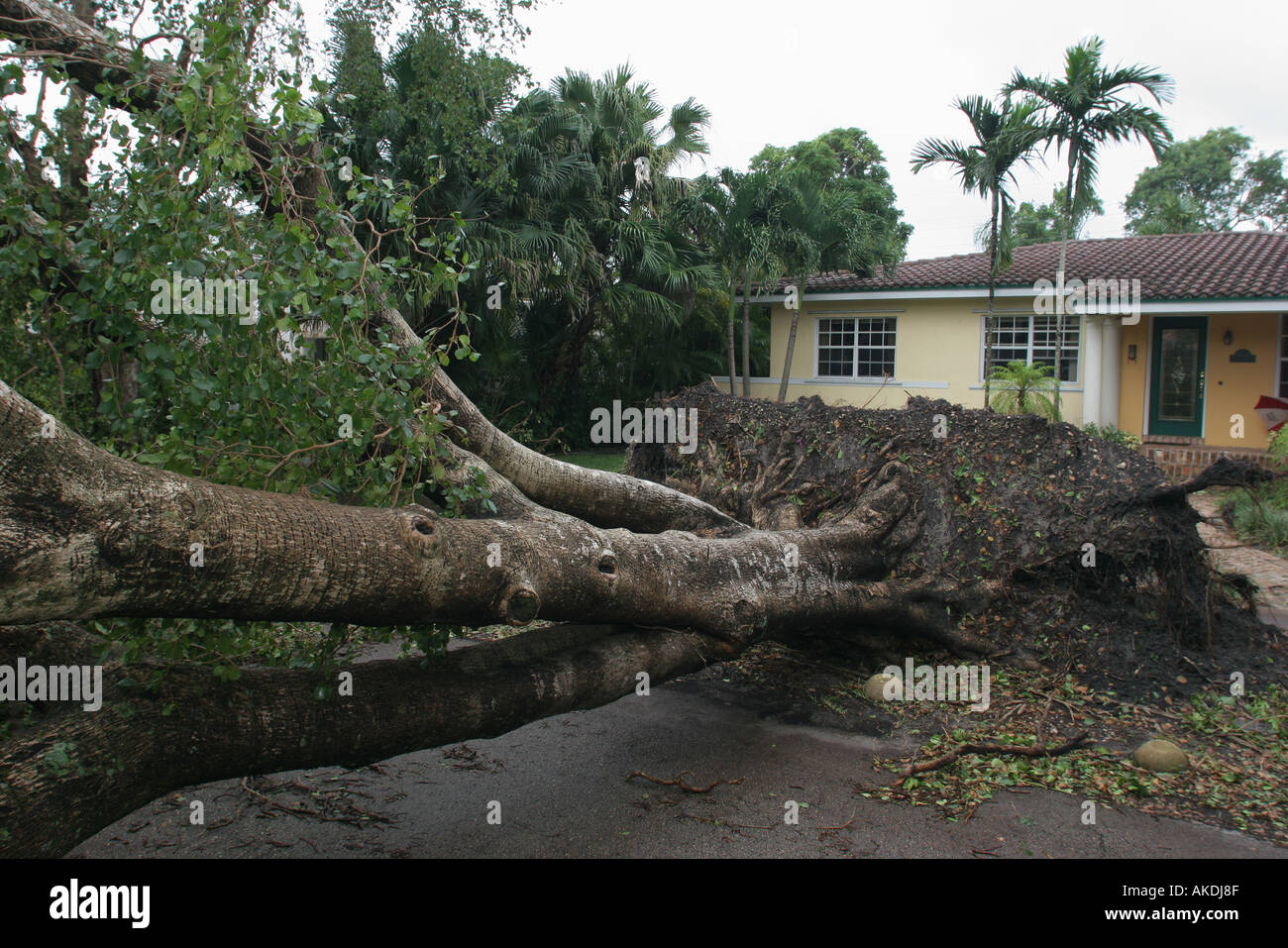 Miami Florida,Coral Gables,weather,Hurricane Katrina damage,fallen tree ...