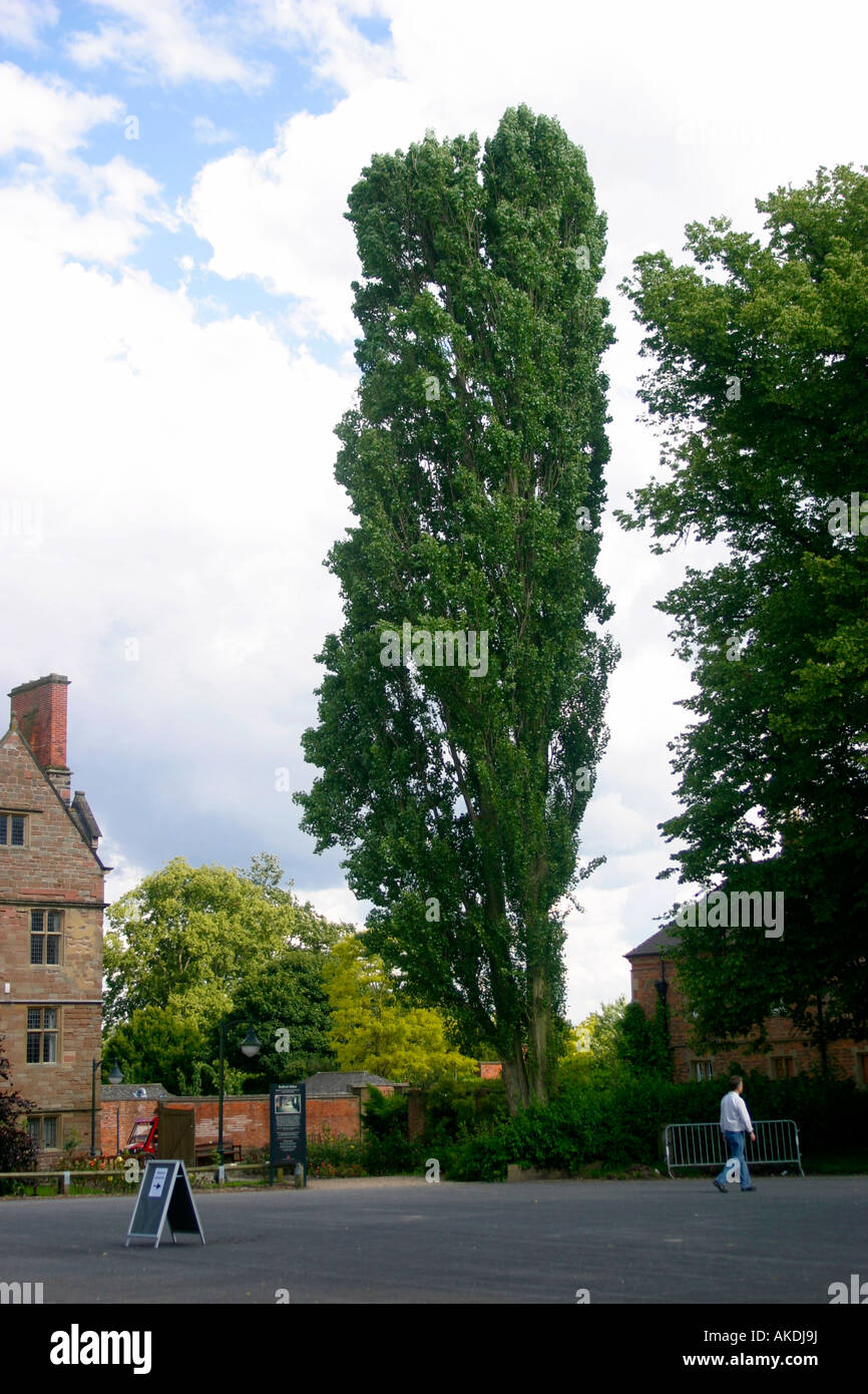 Western balsam poplar hi-res stock photography and images - Alamy