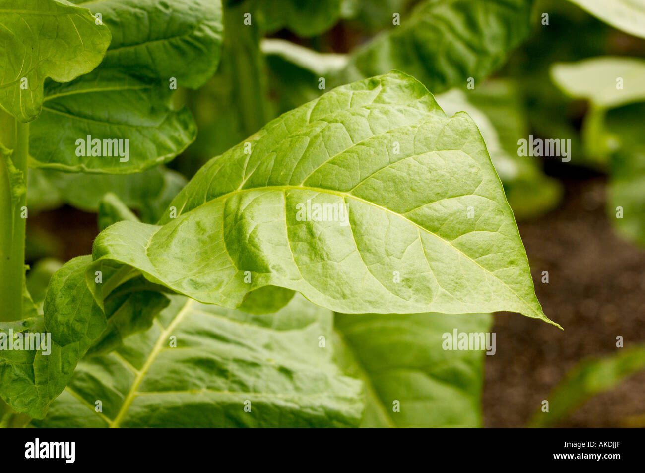 Tabacco plant hi-res stock photography and images - Alamy