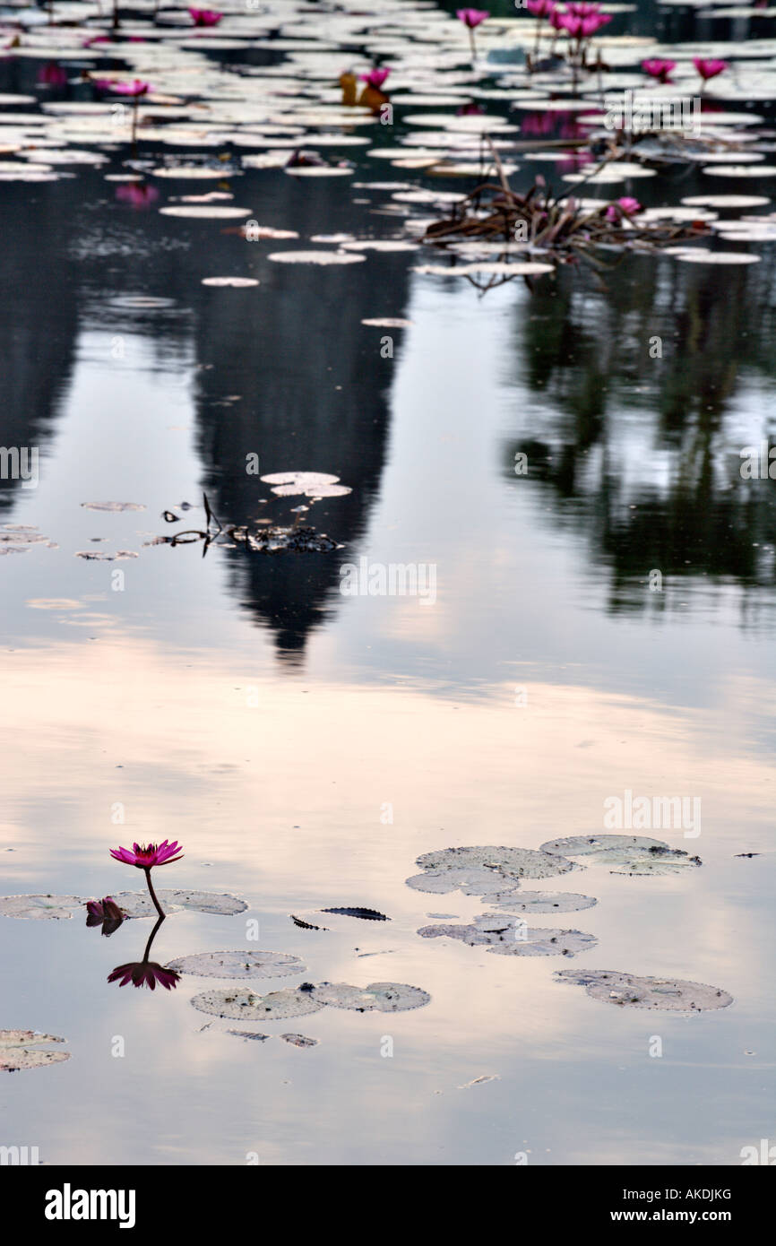 Lotus flowers at angkor wat hi-res stock photography and images - Alamy