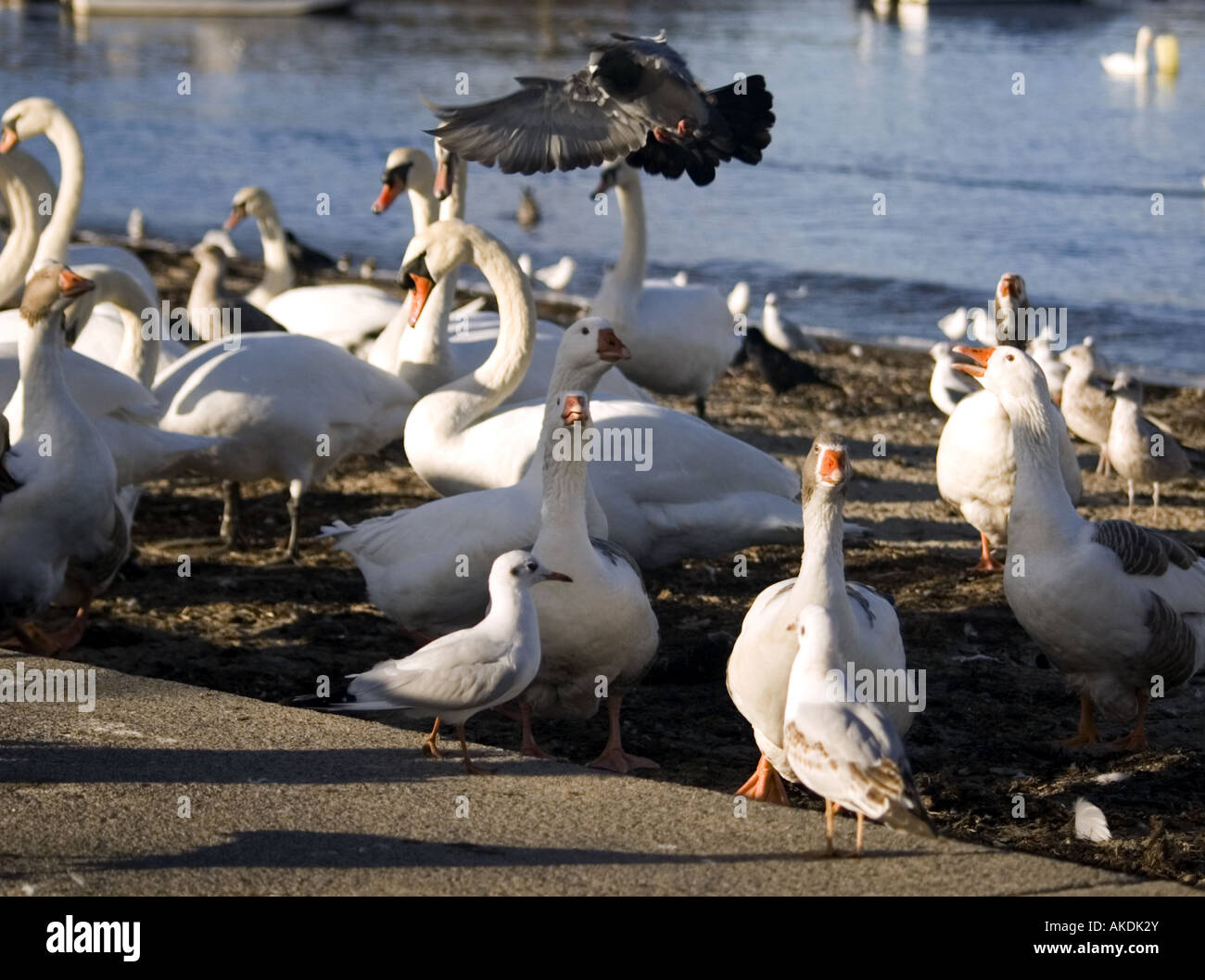 Geese watching Pigeon Stock Photo - Alamy