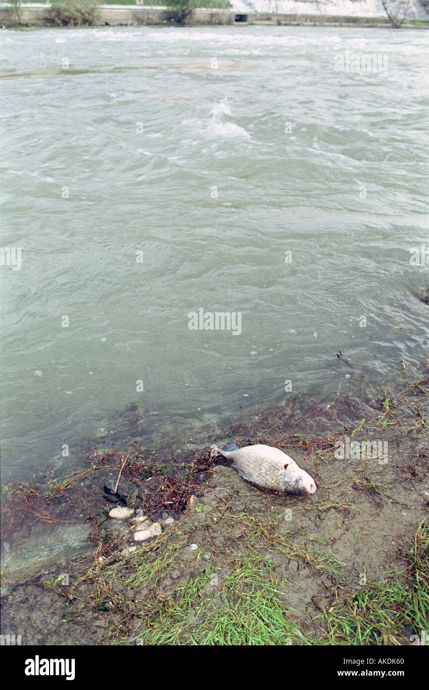 one dead fish on river bank Stock Photo - Alamy