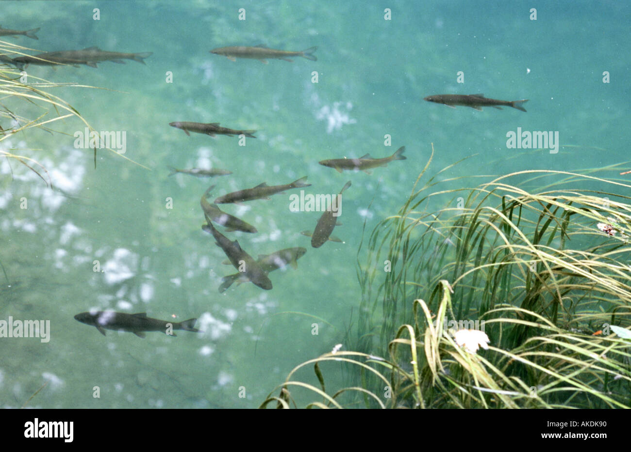 In the Antalya region of Turkey fish swim in the water of a stream ...