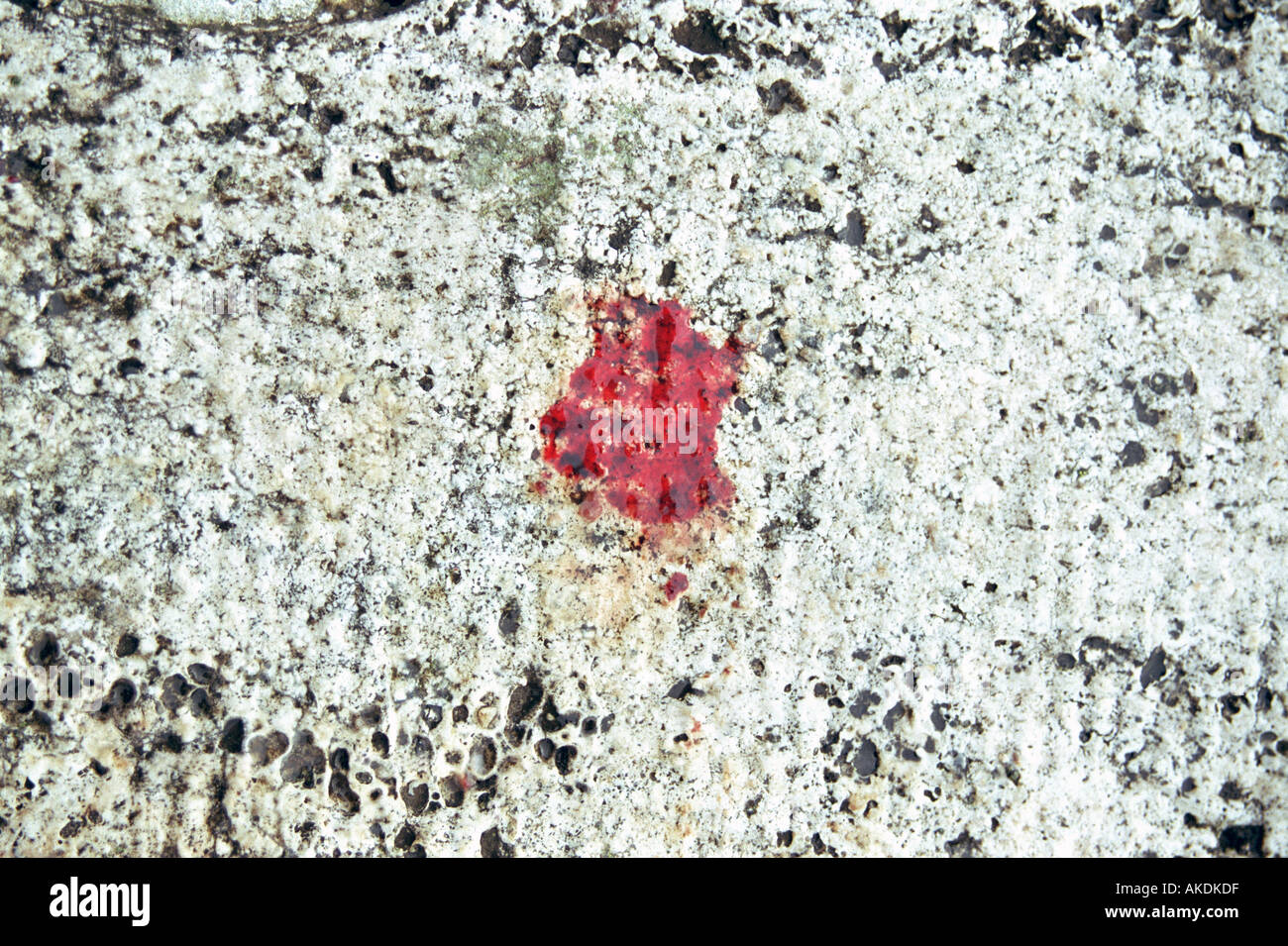 Blood stain on road hi-res stock photography and images - Alamy
