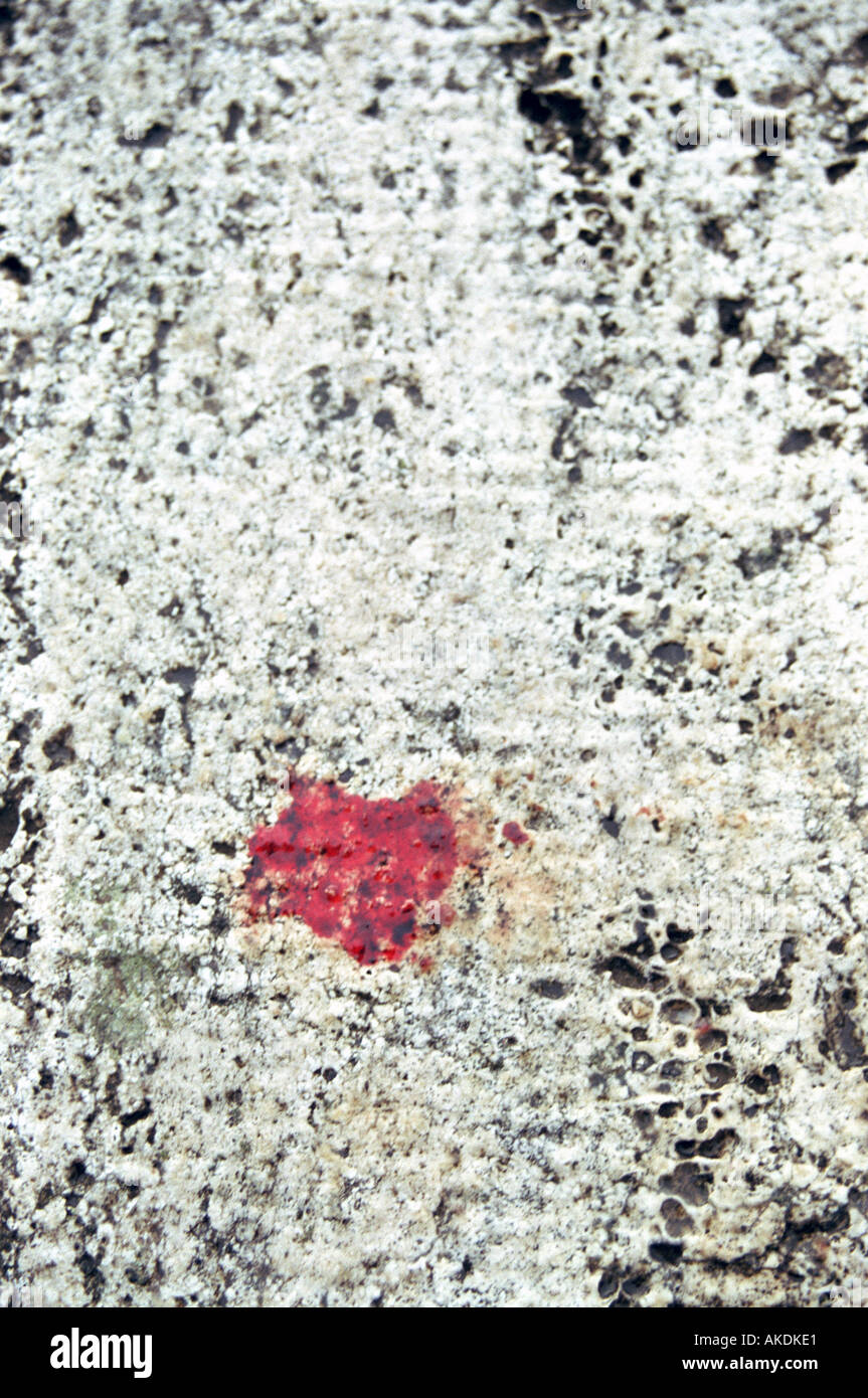 blood stain on floor Stock Photo - Alamy