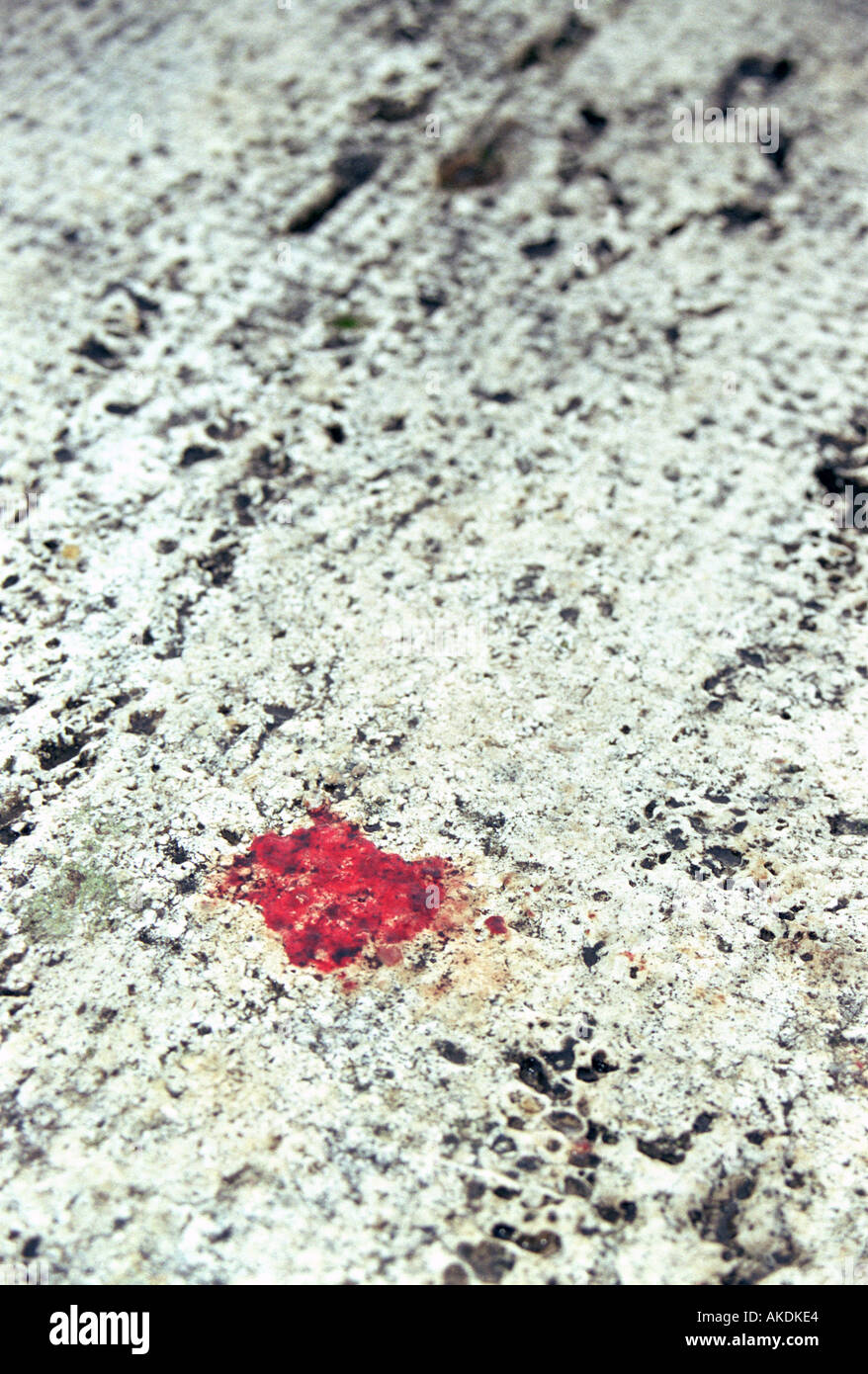 blood stain on floor Stock Photo - Alamy