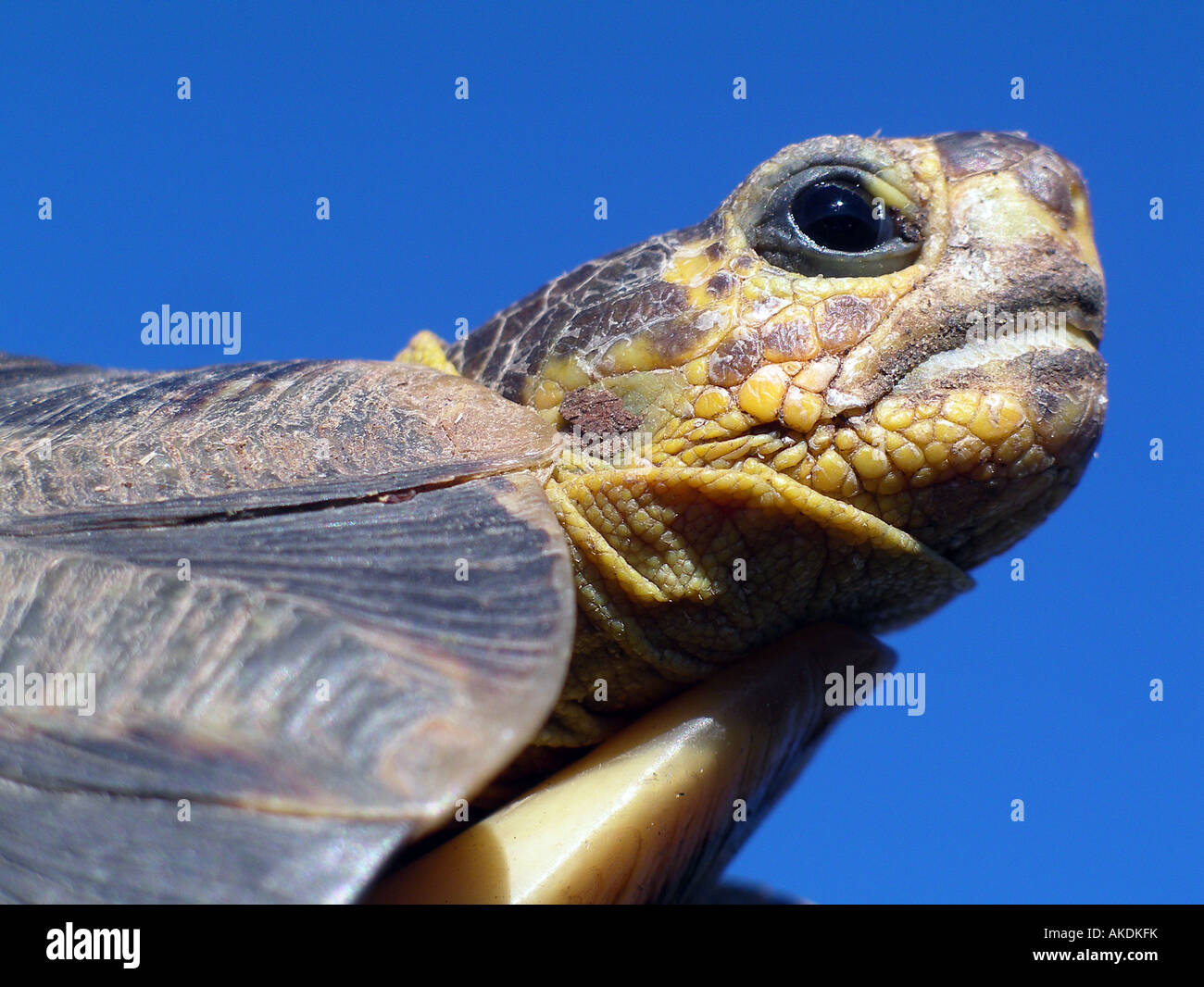 Tortise hi-res stock photography and images - Alamy