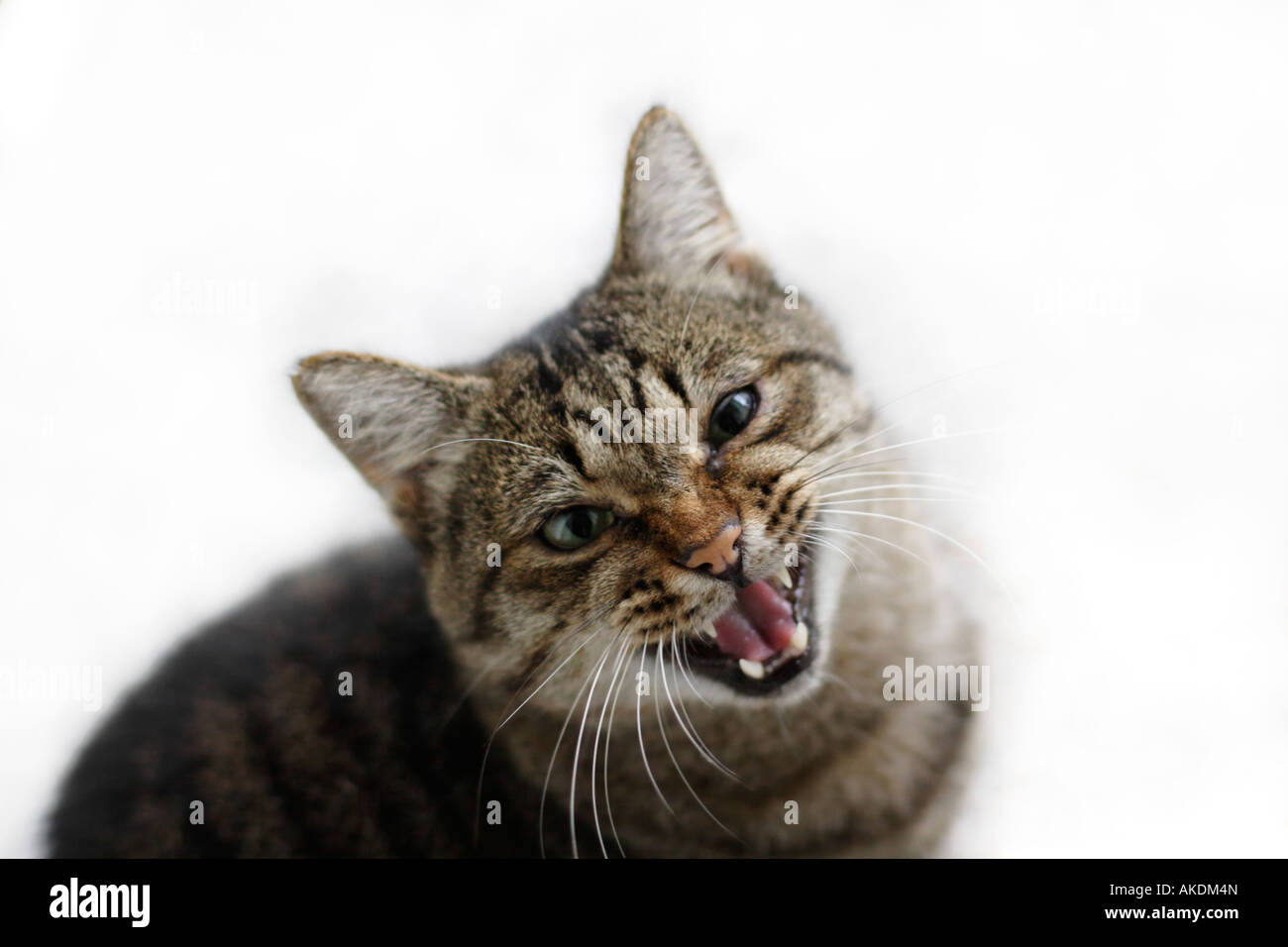 Tom cat hi-res stock photography and images - Alamy