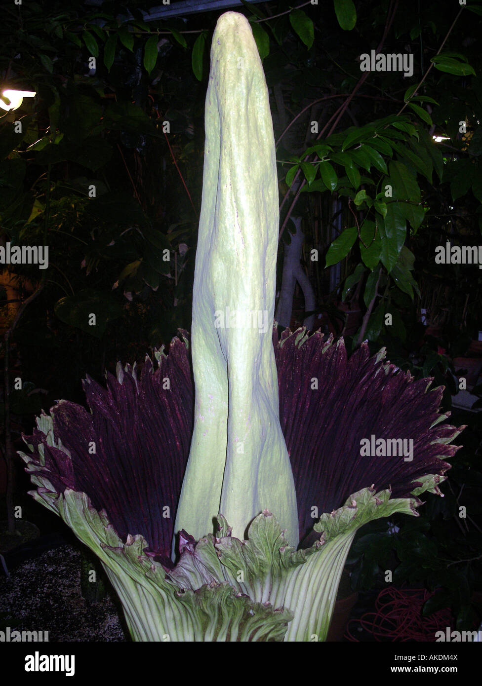 bloom of the corpse flower titum arum plant Stock Photo - Alamy