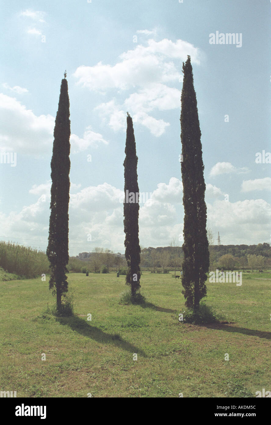 Firr hi-res stock photography and images - Alamy