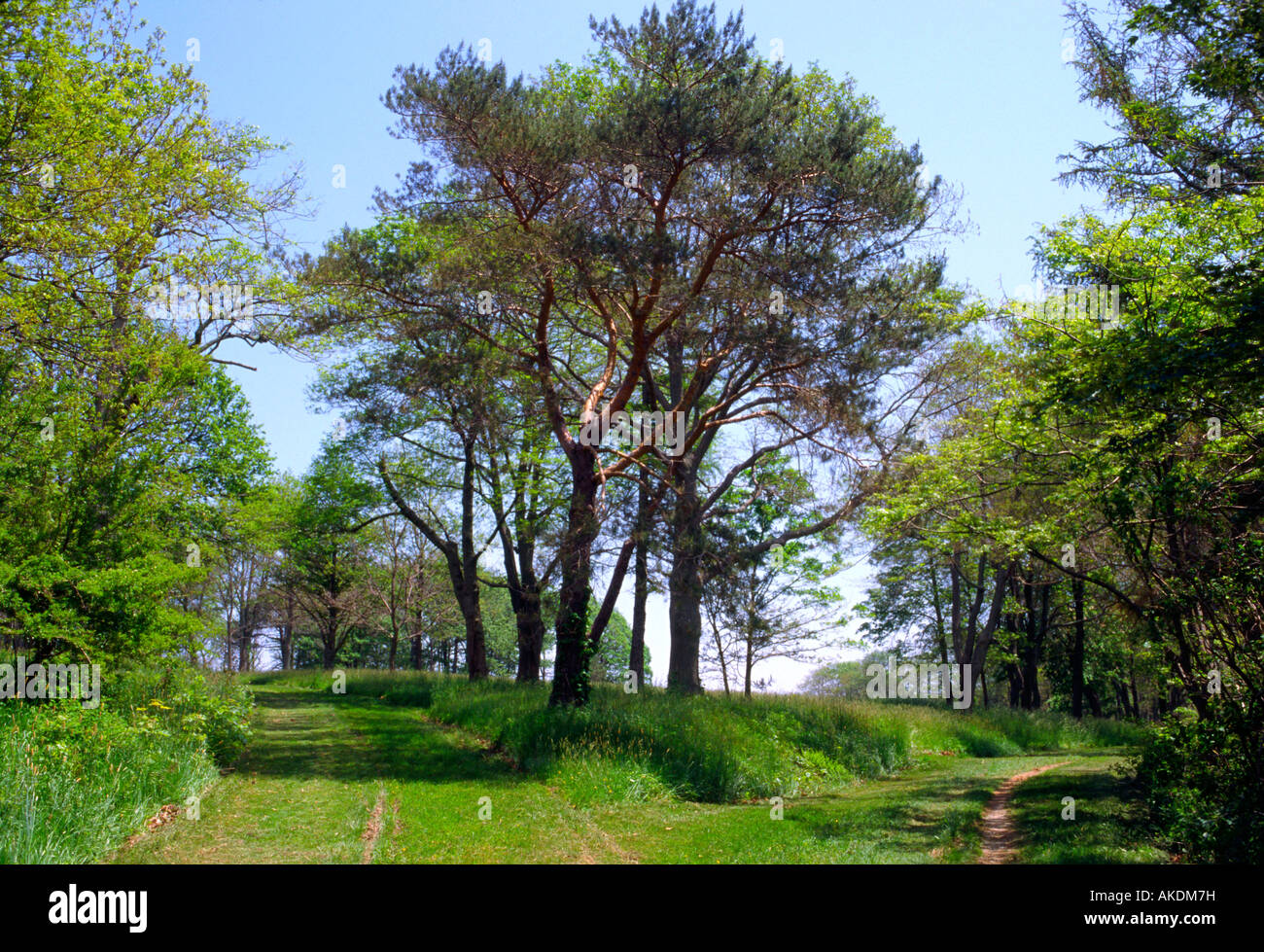 Paths divide hi-res stock photography and images - Alamy