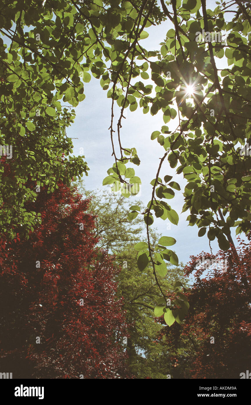 Opening through dead trees hi-res stock photography and images - Alamy