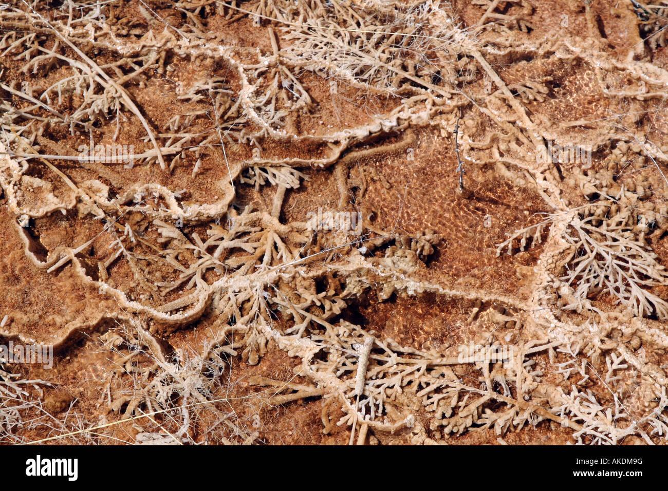 Weird bacteria and plants, Upeer terrace Drive, Mammoth Hot Springs ...