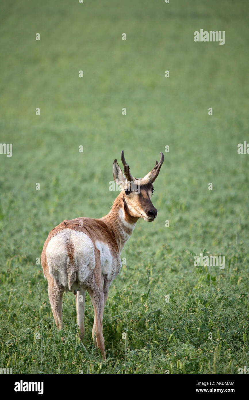 Male antelope hi-res stock photography and images - Alamy