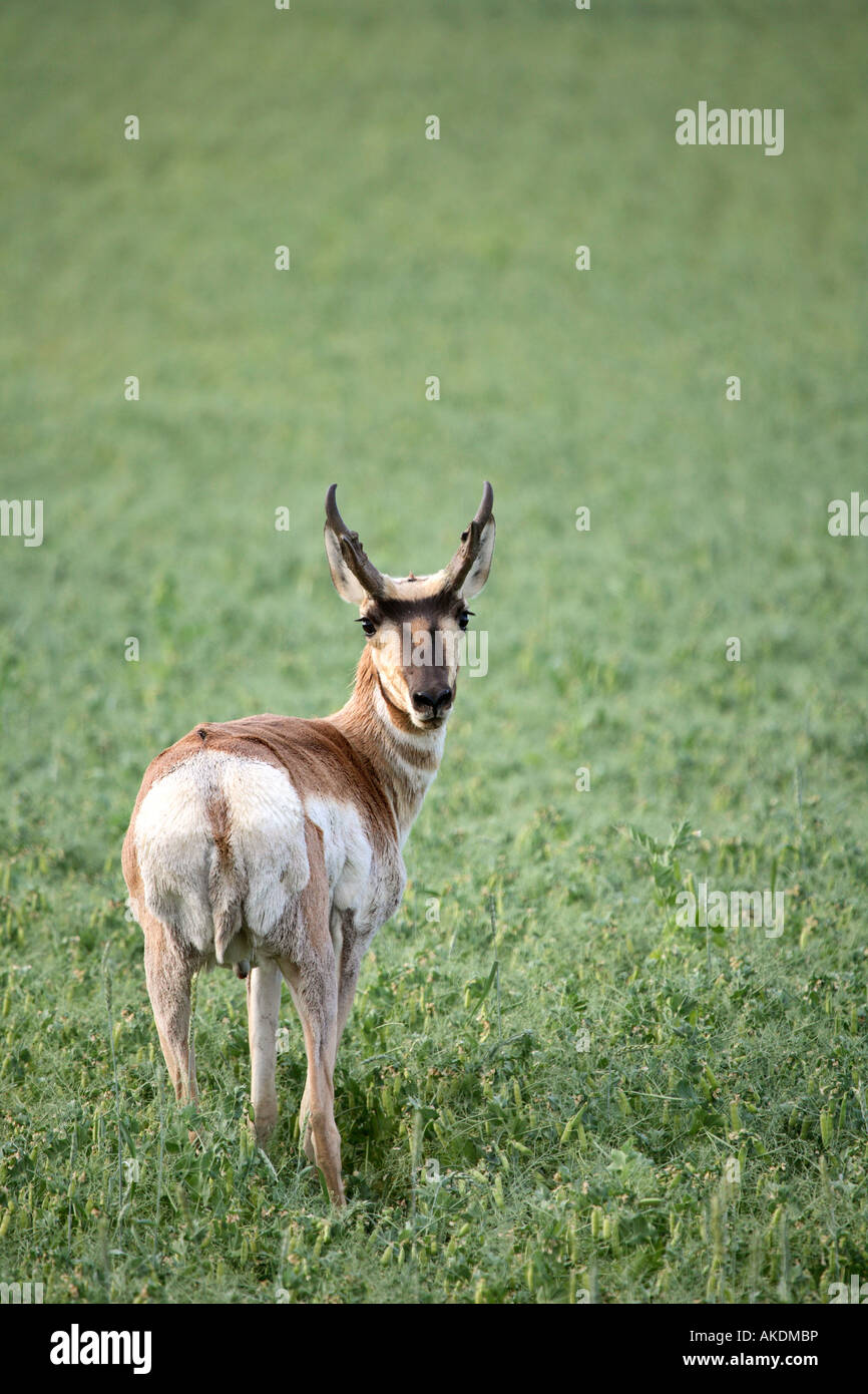 Male antelope hi-res stock photography and images - Alamy