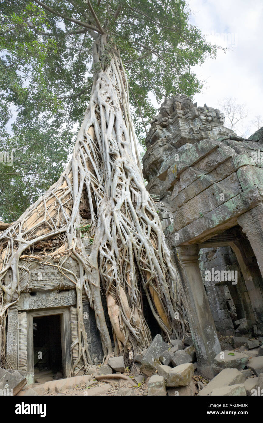 Stranger fig roots overgrowing stone building, Ta Prohm, Angkor ...
