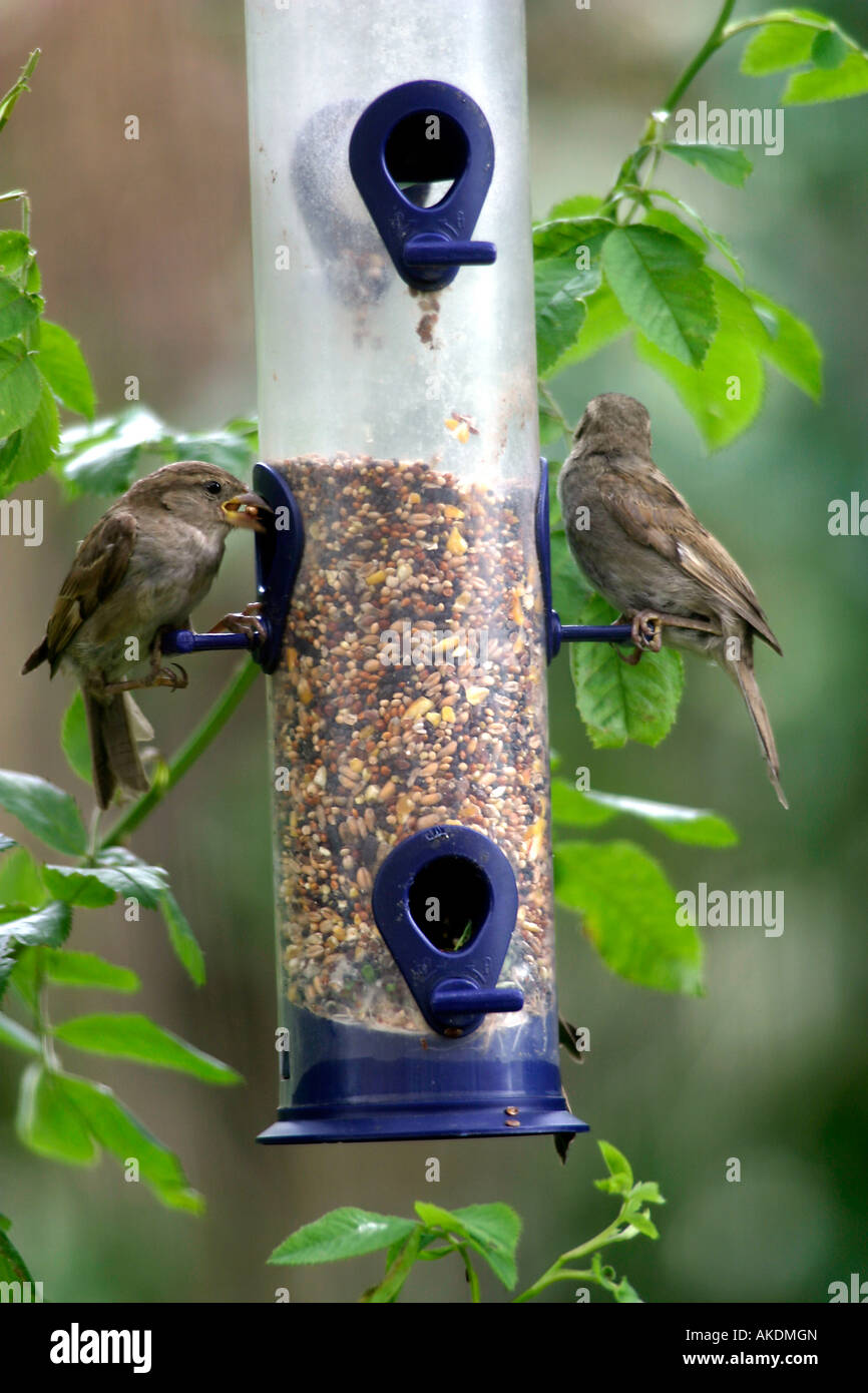 Garden birds female tree sparrows passer montanus, sitting on a garden ...