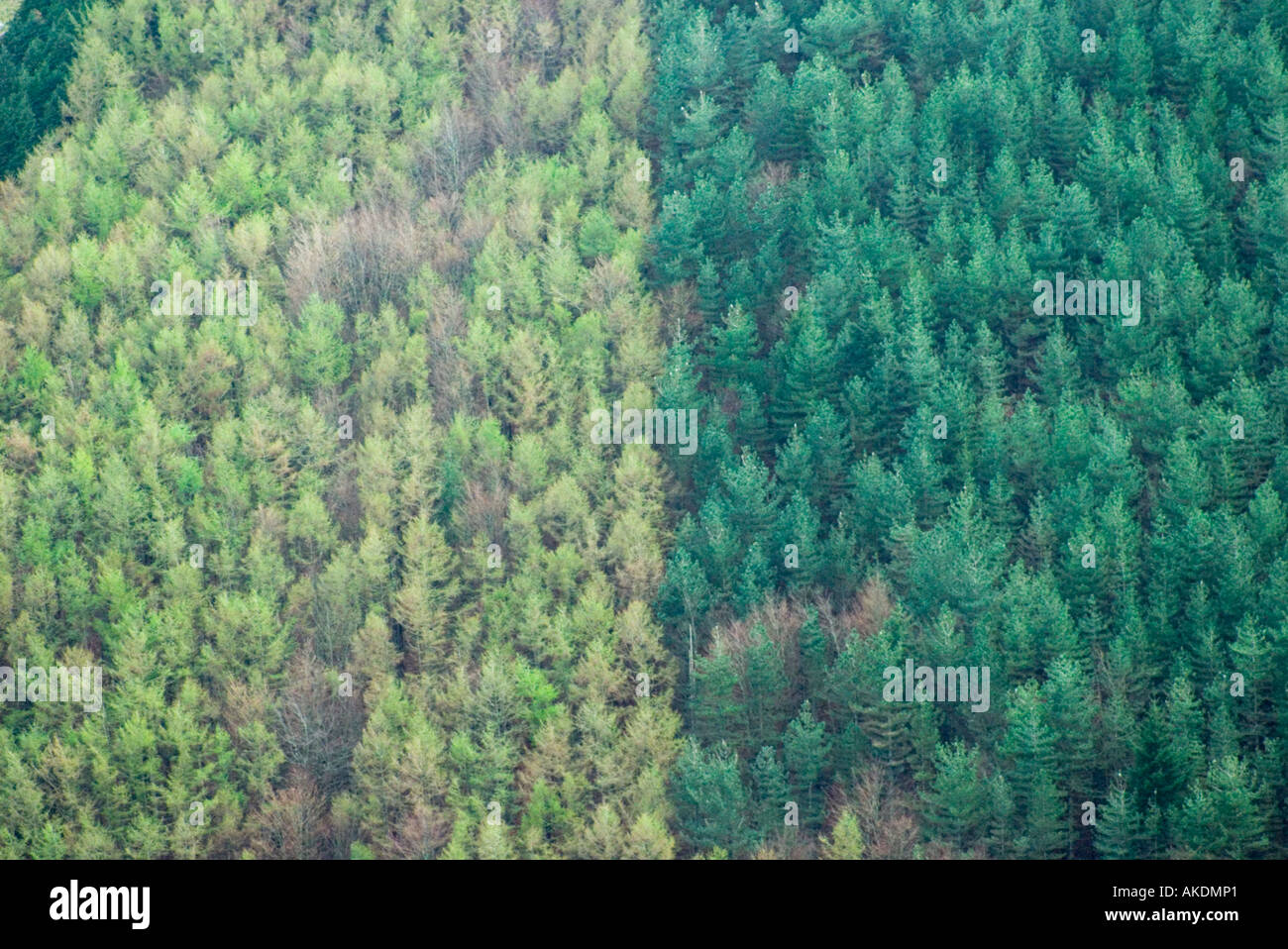 Tone trees hi-res stock photography and images - Alamy