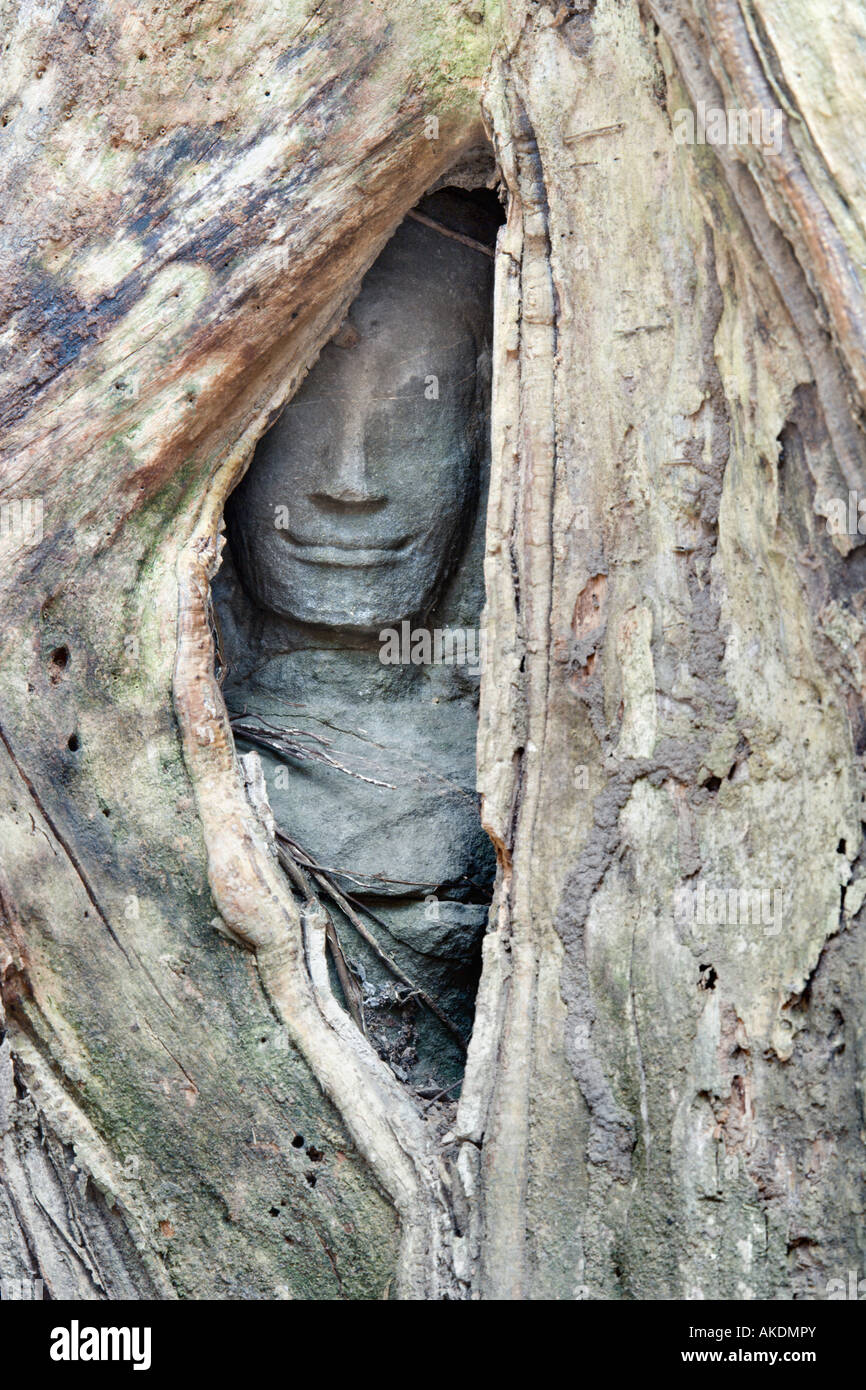 Buddha face peering out from tree roots, Ta Prohm, Angkor, Cambodia ...