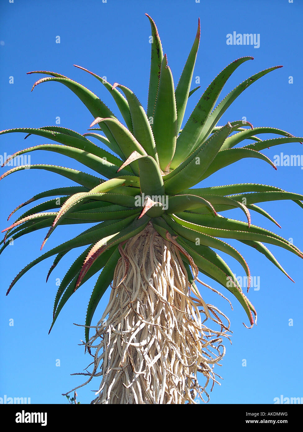 Aloe tree in South Africa Stock Photo - Alamy