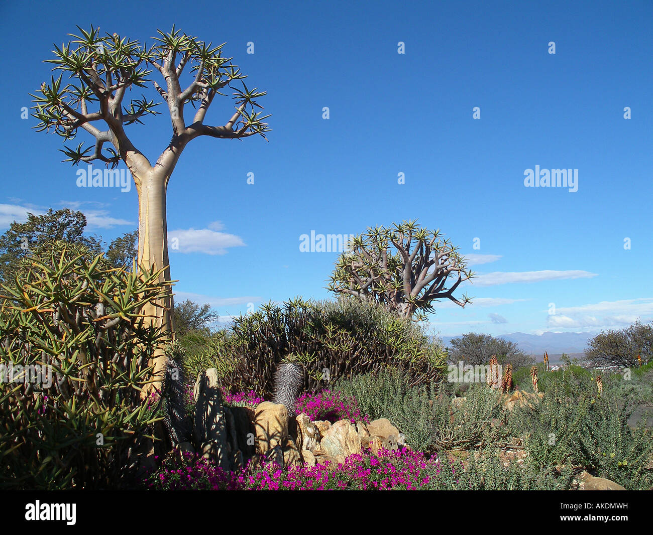 Karoo landscape, South Africa Stock Photo - Alamy