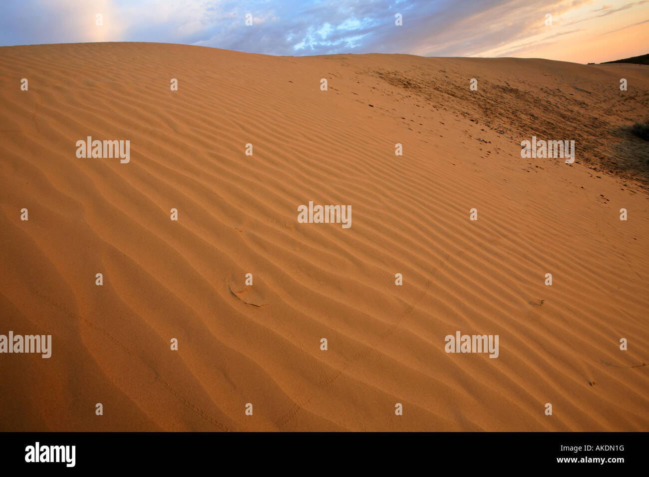 Large sand dune in Great Sand Hills Stock Photo - Alamy