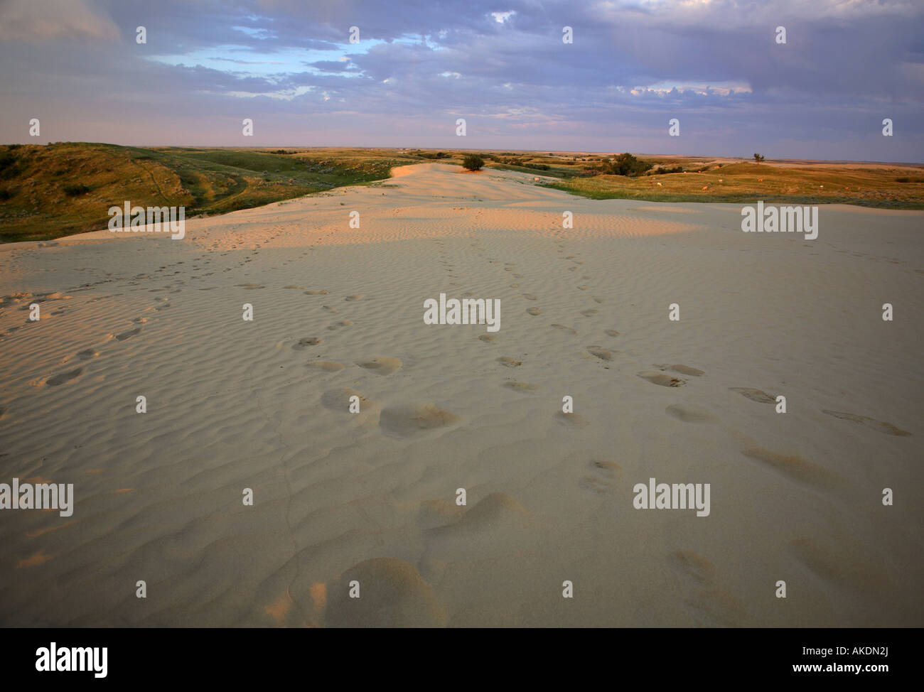Large sand dune in Great Sand Hills Stock Photo - Alamy