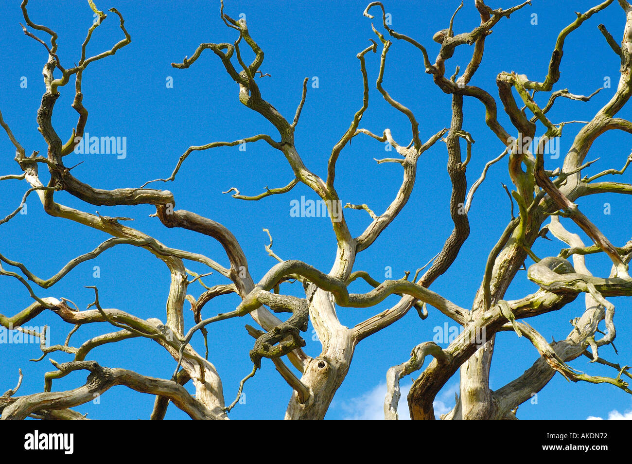 Rotting branches hi-res stock photography and images - Alamy