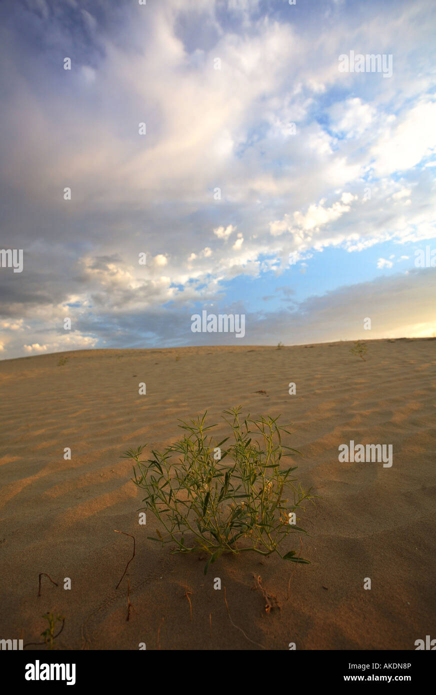 Large sand dune in Great Sand Hills Stock Photo - Alamy