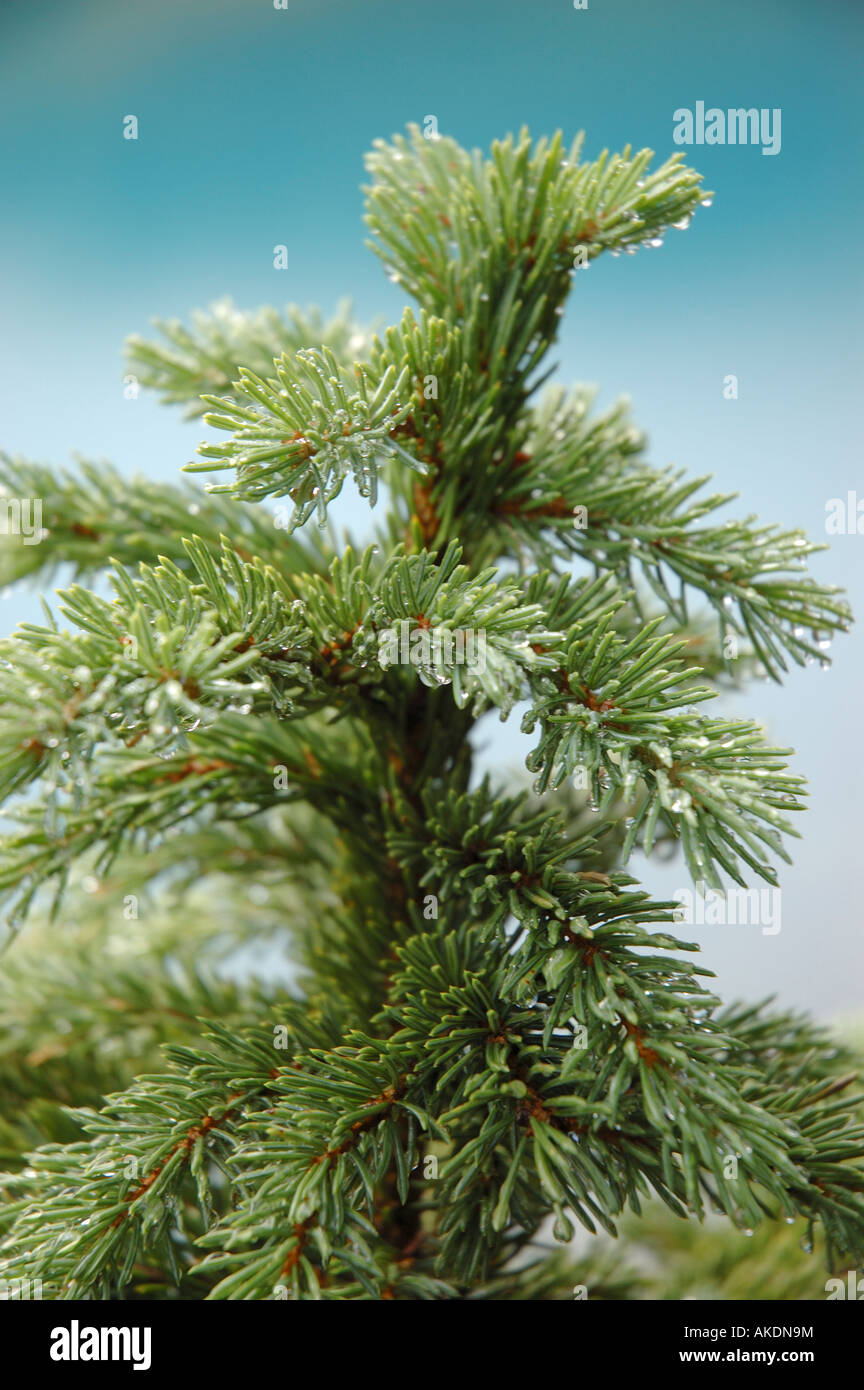 Top of conifer fir tree Stock Photo - Alamy