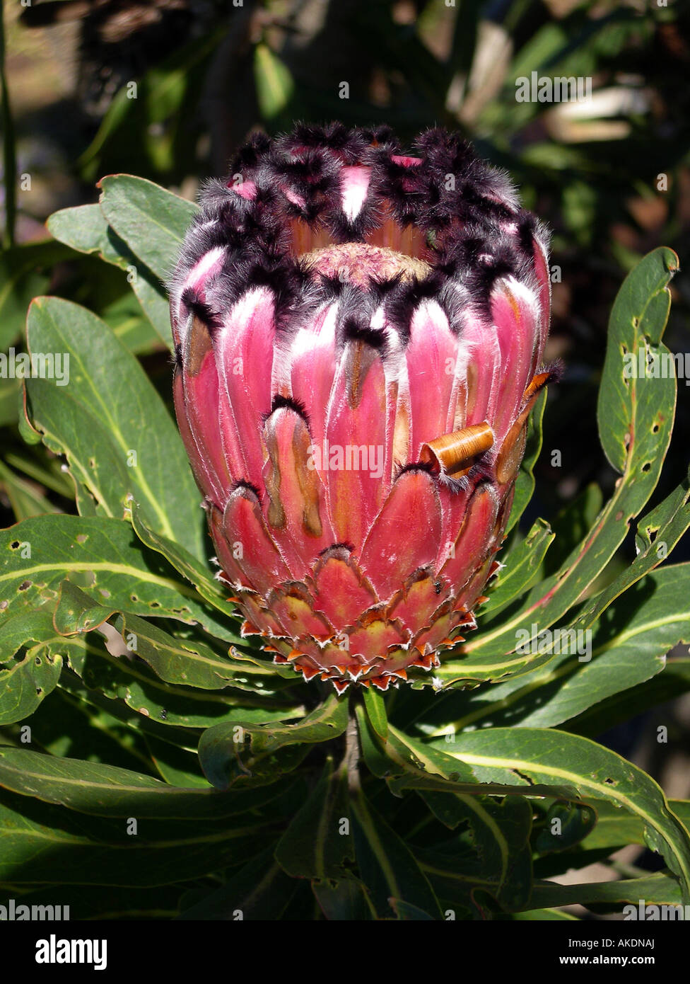 Nerifolia hi-res stock photography and images - Alamy