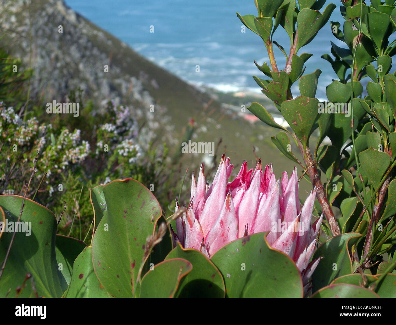King Protea with a view of the beach in the Kogelberg Mountains Stock ...